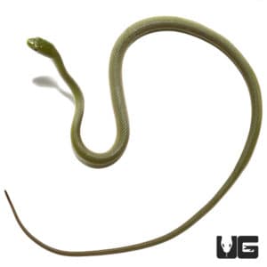 Shop Reptiles, Amphibians, Inverts & More - Underground Reptiles