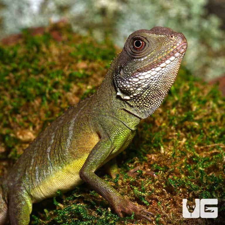 Baby Chinese Water Dragons For Sale - Underground Reptiles