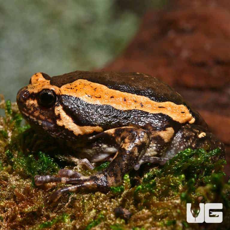Chubby Bullfrogs For Sale - Underground Reptiles