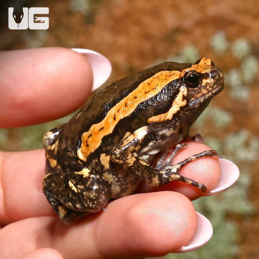 Chubby Bullfrogs For Sale - Underground Reptiles