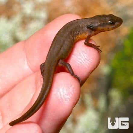 Eastern Newts For Sale - Underground Reptiles