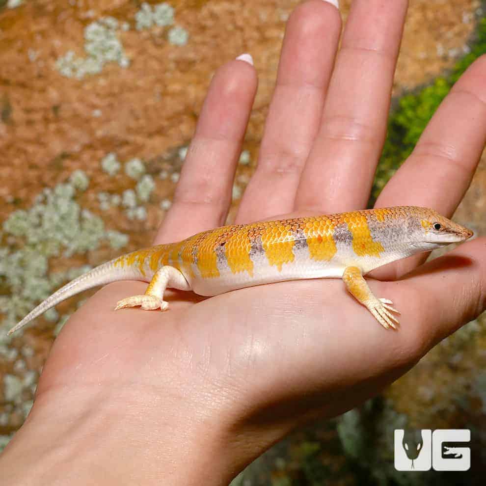 Sand Fish - For Sale Underground Reptiles