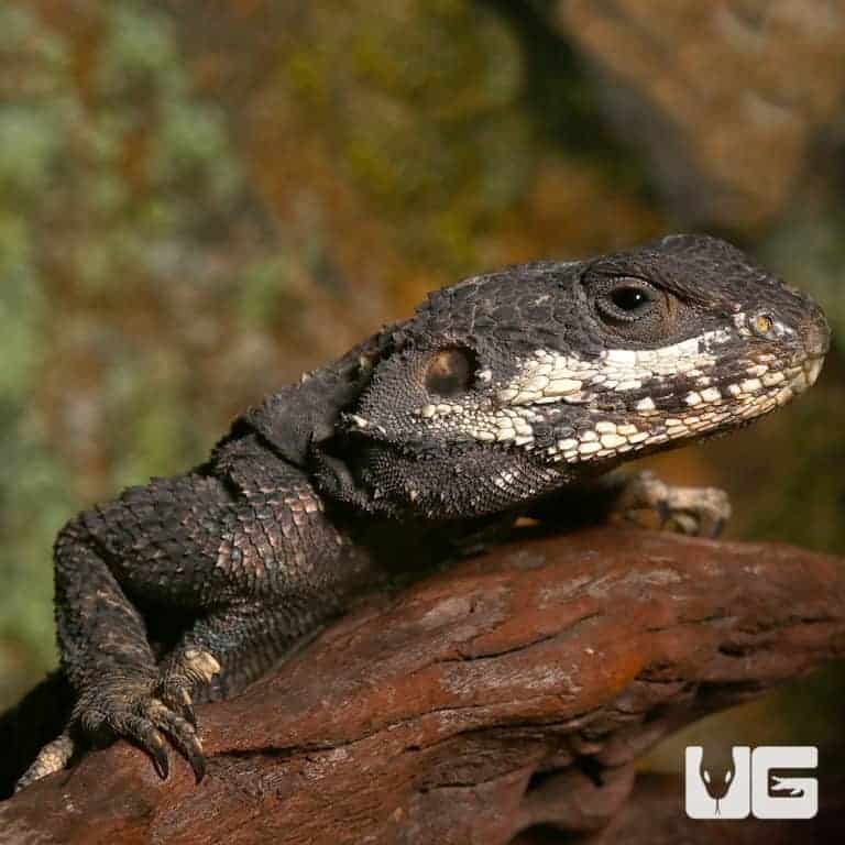 Starred Agamas (Stellagama stellio) For Sale - Underground Reptiles