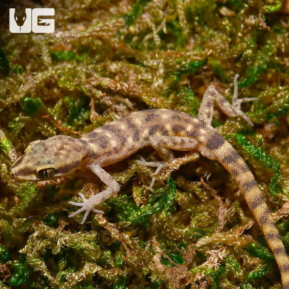 Steudner's Pygmy Geckos (Tropiocolotes steudneri) For Sale ...