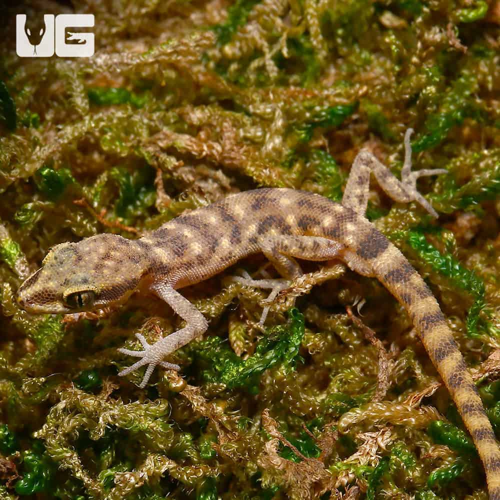 Geckos For Sale - Underground Reptiles