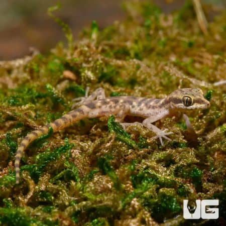 Steudner's Pygmy Geckos (Tropiocolotes steudneri) For Sale ...