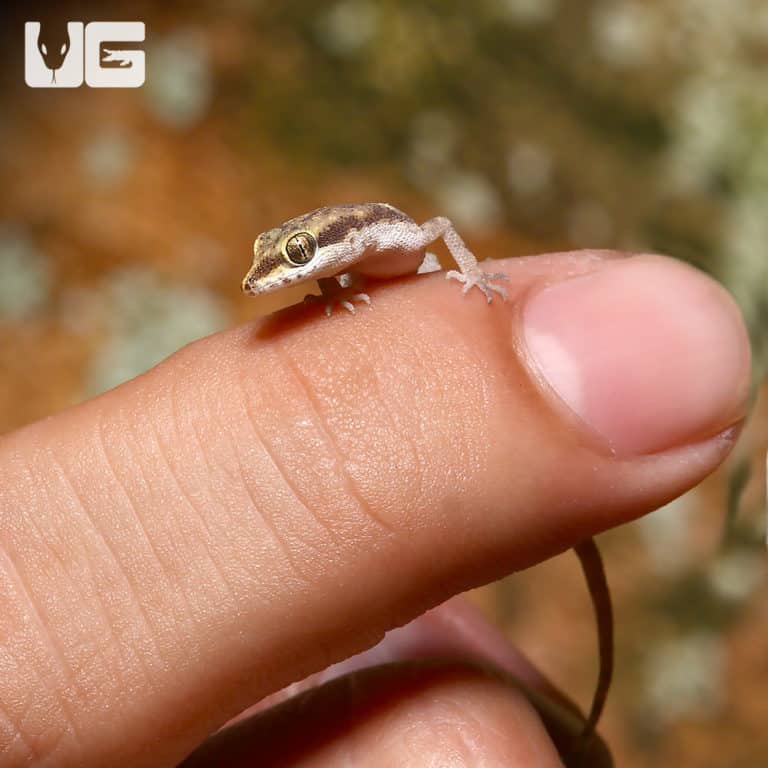 Steudner's Pygmy Geckos (Tropiocolotes steudneri) For Sale ...