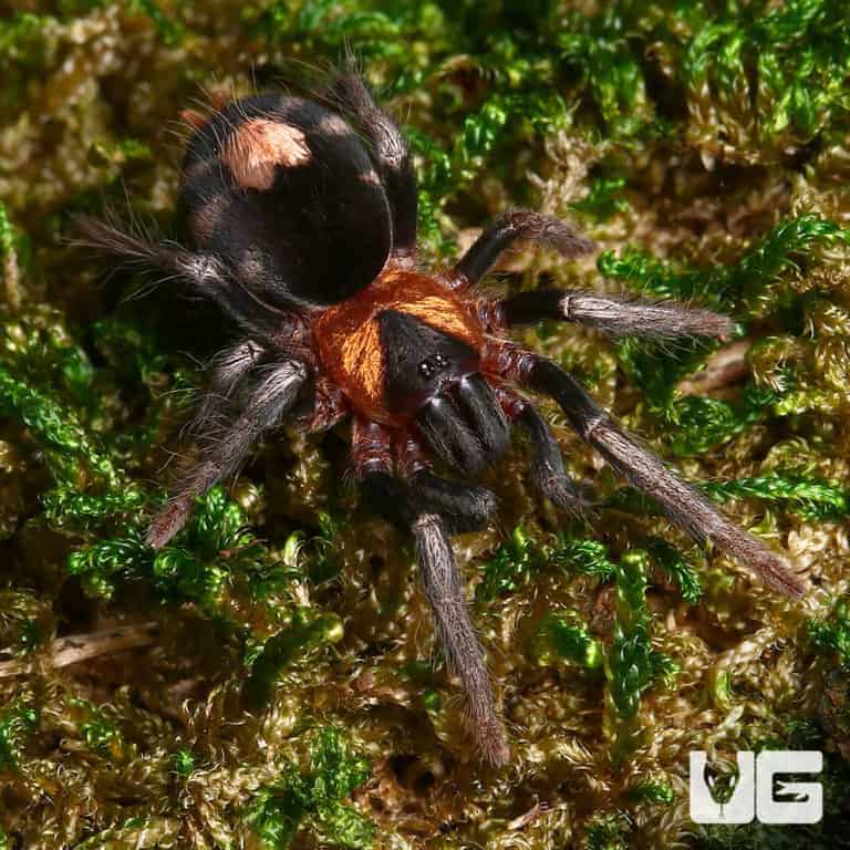 Trinidad Dwarf Tiger Tarantula For Sale - Underground Reptiles