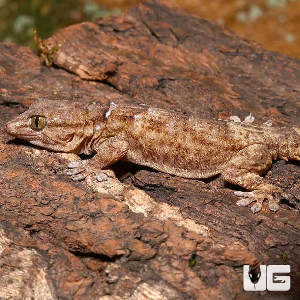 White Spot Geckos (Tarentola Annularis) For Sale - Underground Reptiles