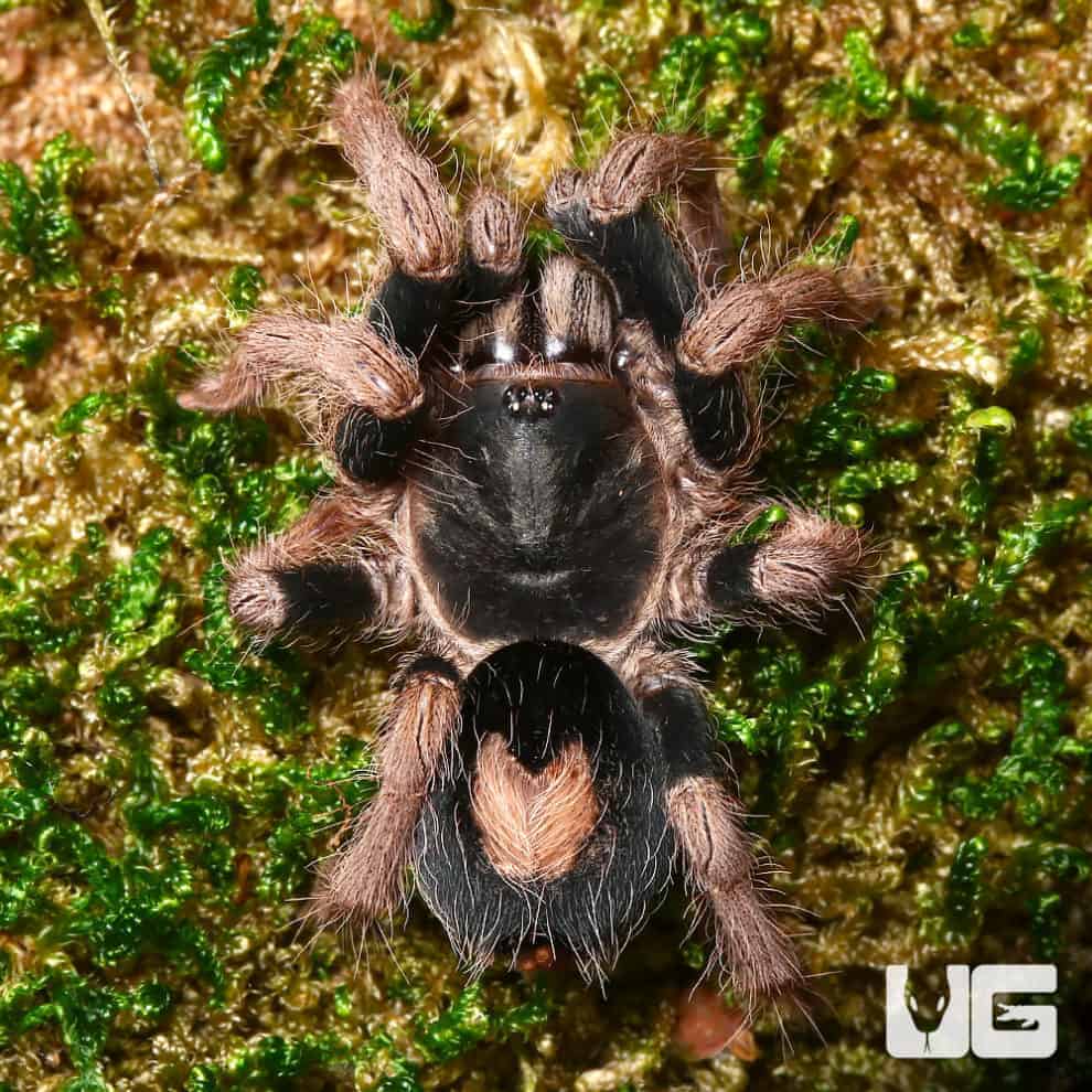 Peruvian Dwarf Red leg Tarantula (cyriocosmus aueri) For Sale ...
