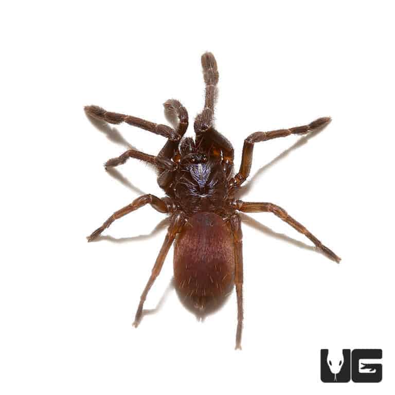 Psychedelic Earth Tiger Tarantula (Haploclastus devamatha) For Sale ...