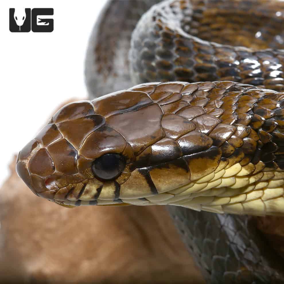 Yellow Bellied Puffing Snake (Pseustes sulphureus) For Sale ...