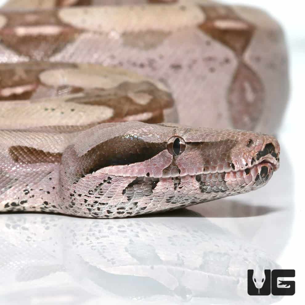 Guyana Redtail Boa For Sale - Underground Reptiles