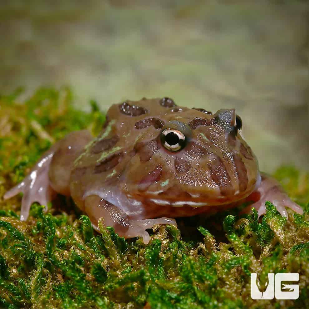 Mutant Chocolate Moss Pacman Frogs for sale - Underground Reptiles