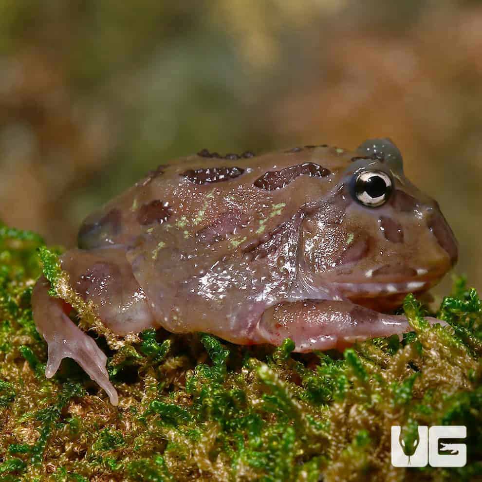 Mutant Chocolate Moss Pacman Frogs for sale - Underground Reptiles