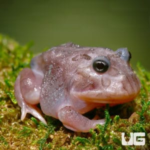 Pacmans & Pixie Frogs For Sale - Underground Reptiles