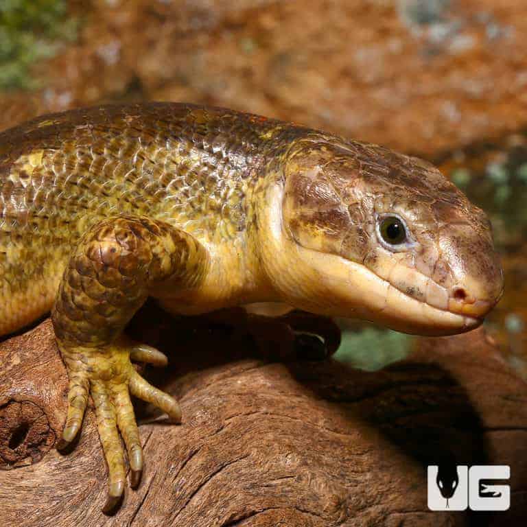 Lizards For Sale - Underground Reptiles