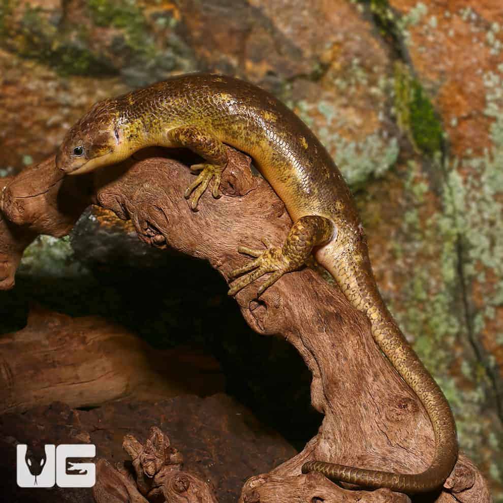 Baby Monkey Tailed Skinks For Sale - Underground Reptiles
