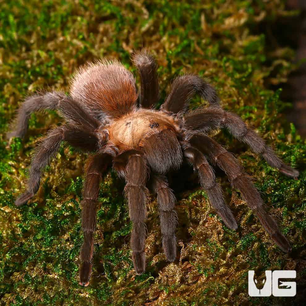 Texas Tan Tarantulas For Sale - Underground Reptiles