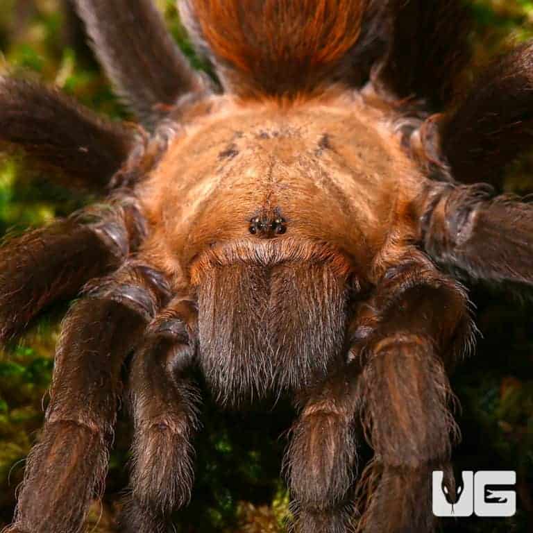 Texas Tan Tarantulas For Sale - Underground Reptiles