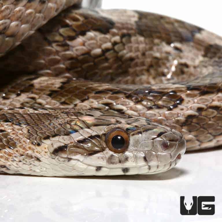 Cornsnakes & Ratsnakes For Sale - Underground Reptiles