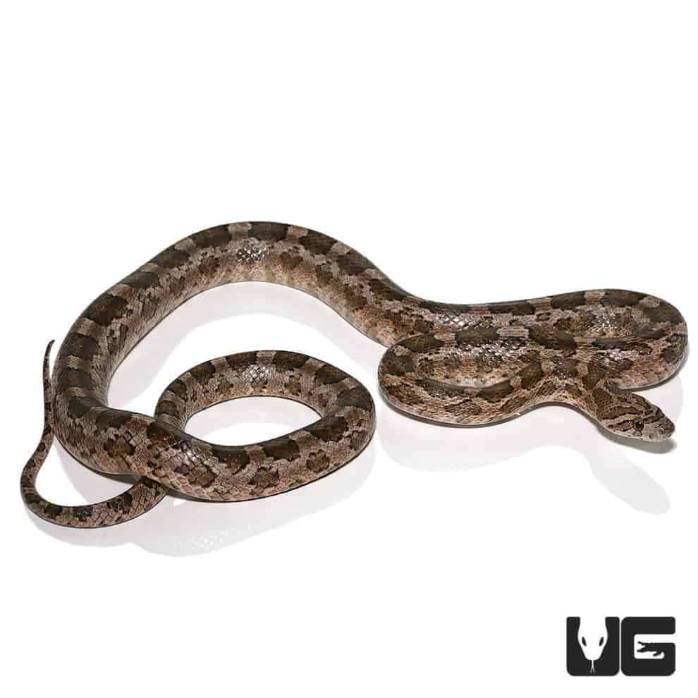 Baby Emoryi Ratsnakes For Sale - Underground Reptiles