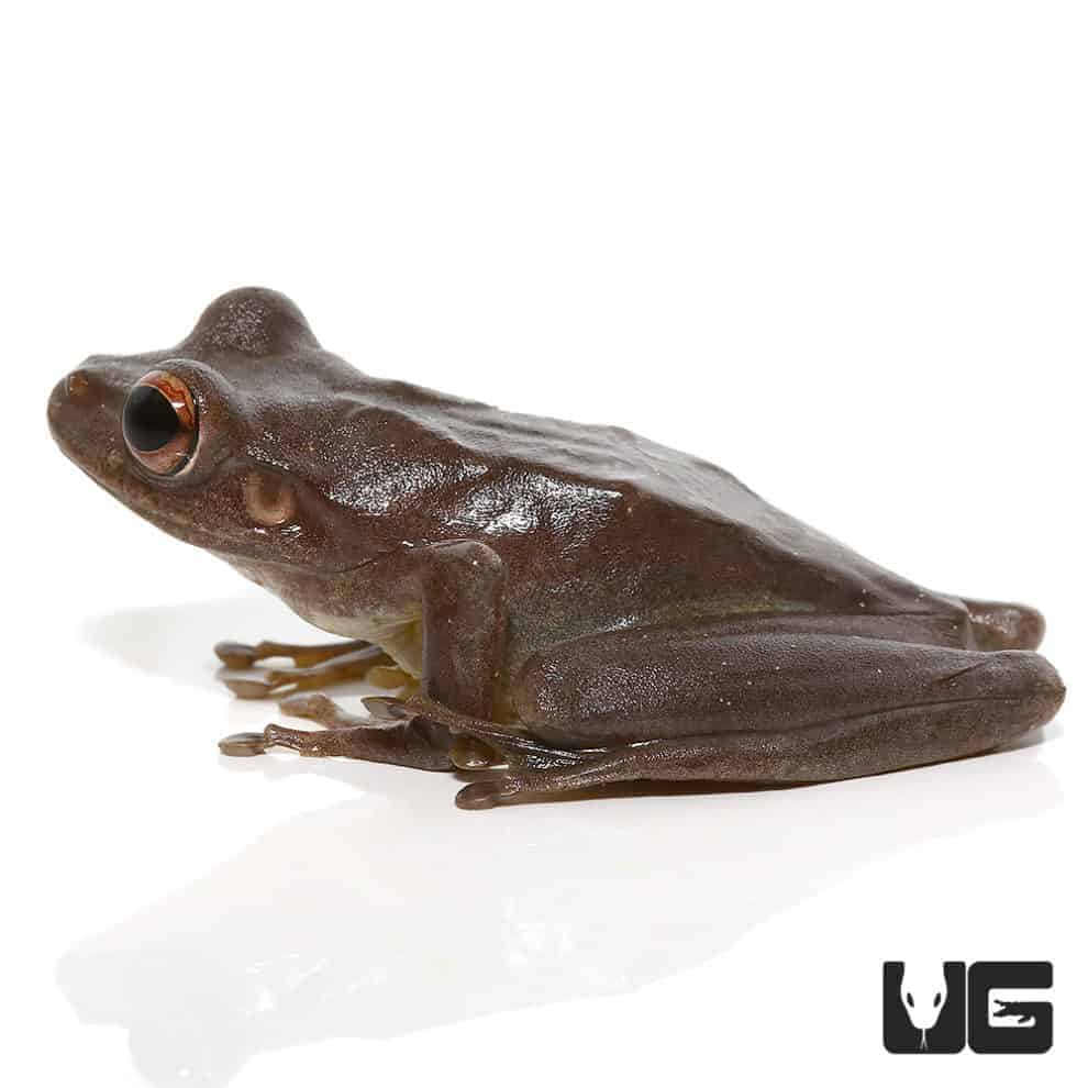 Treasury Island Tree Frogs (Litoria thesaurensis) for sale ...