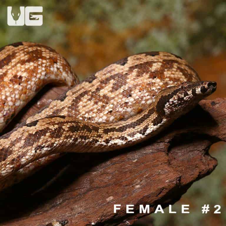 White San Isabel Ground Boas (Candoia carinata paulsoni) For Sale ...