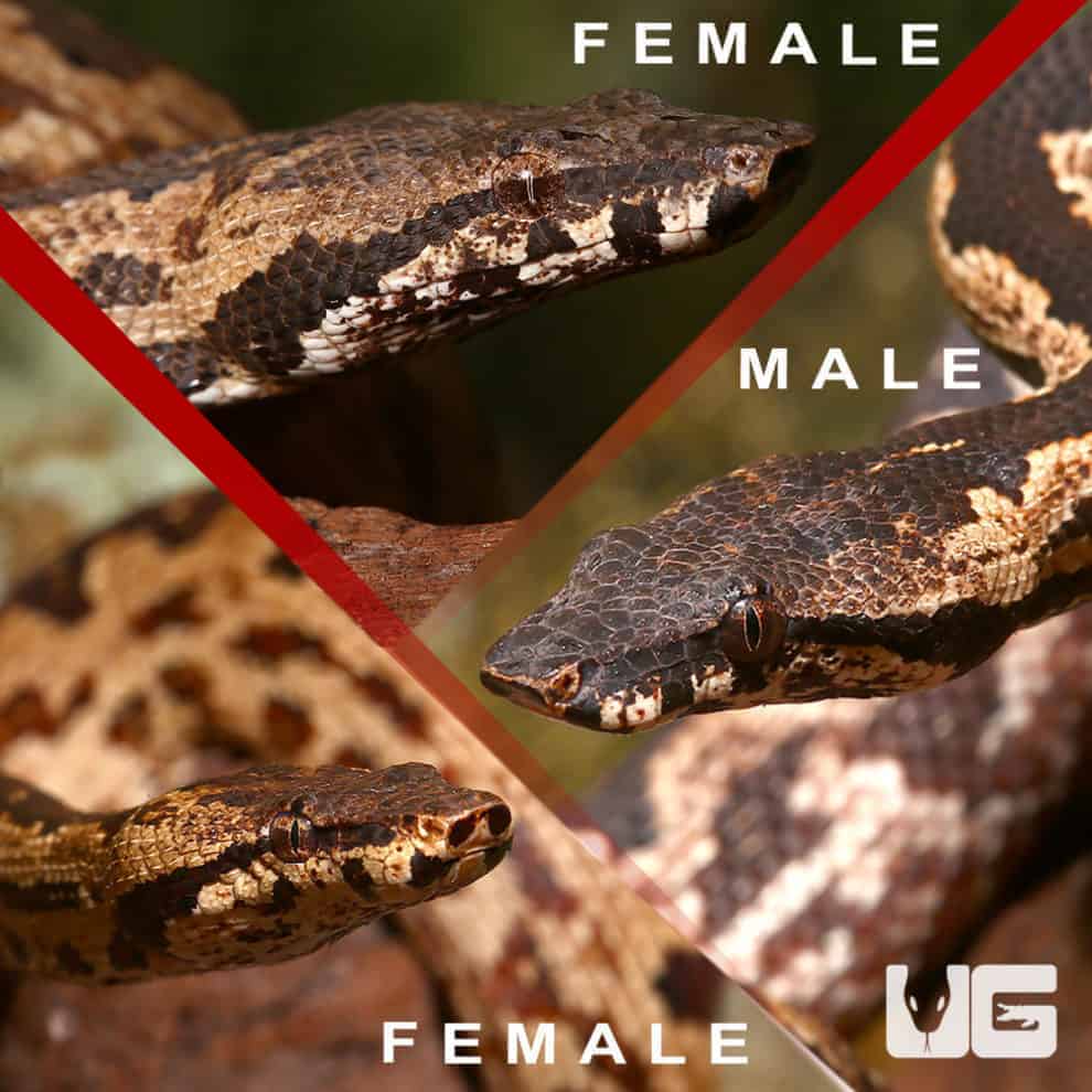 White San Isabel Ground Boas (Candoia carinata paulsoni) For Sale ...