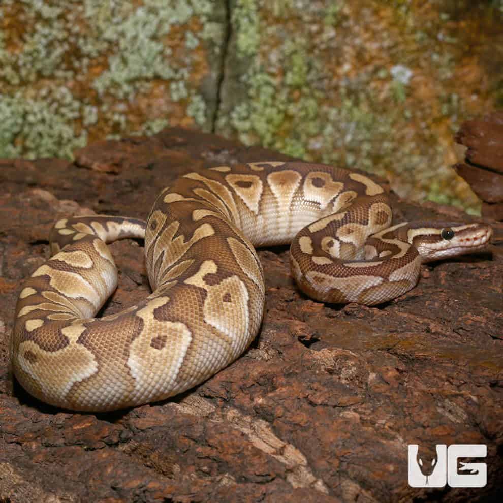 Baby Ball Pythons For Sale - Underground Reptiles