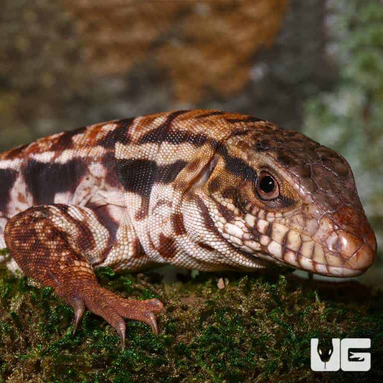 Captive Bred Tegus For Sale - Underground Reptiles