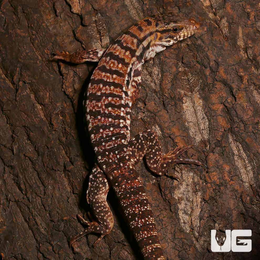 Captive Bred Tegus For Sale - Underground Reptiles