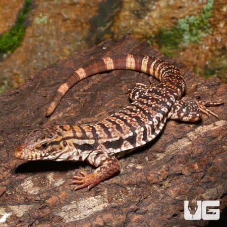 Baby Silver Panther Tegu for Sale - Underground Reptiles