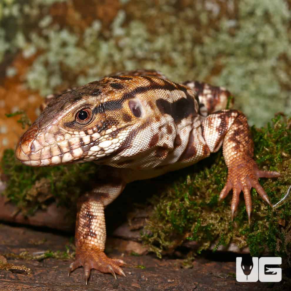 Baby Silver Panther Tegu for Sale - Underground Reptiles