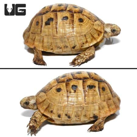 Golden Greek Tortoises (Testudo graeca) For Sale - Underground Reptiles