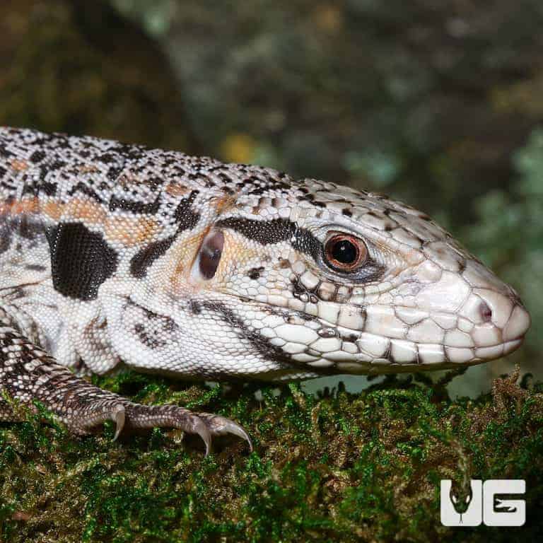 Captive Bred Tegus For Sale - Underground Reptiles