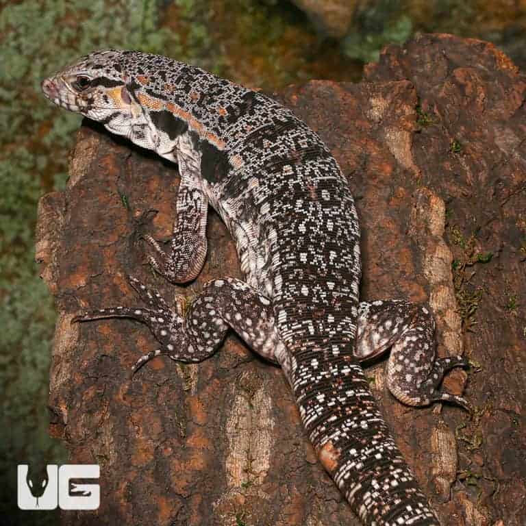 Captive Bred Tegus For Sale - Underground Reptiles