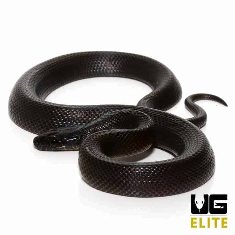 Underground Reptiles - Exotic Reptiles, Amphibians, Lizards and Mammals