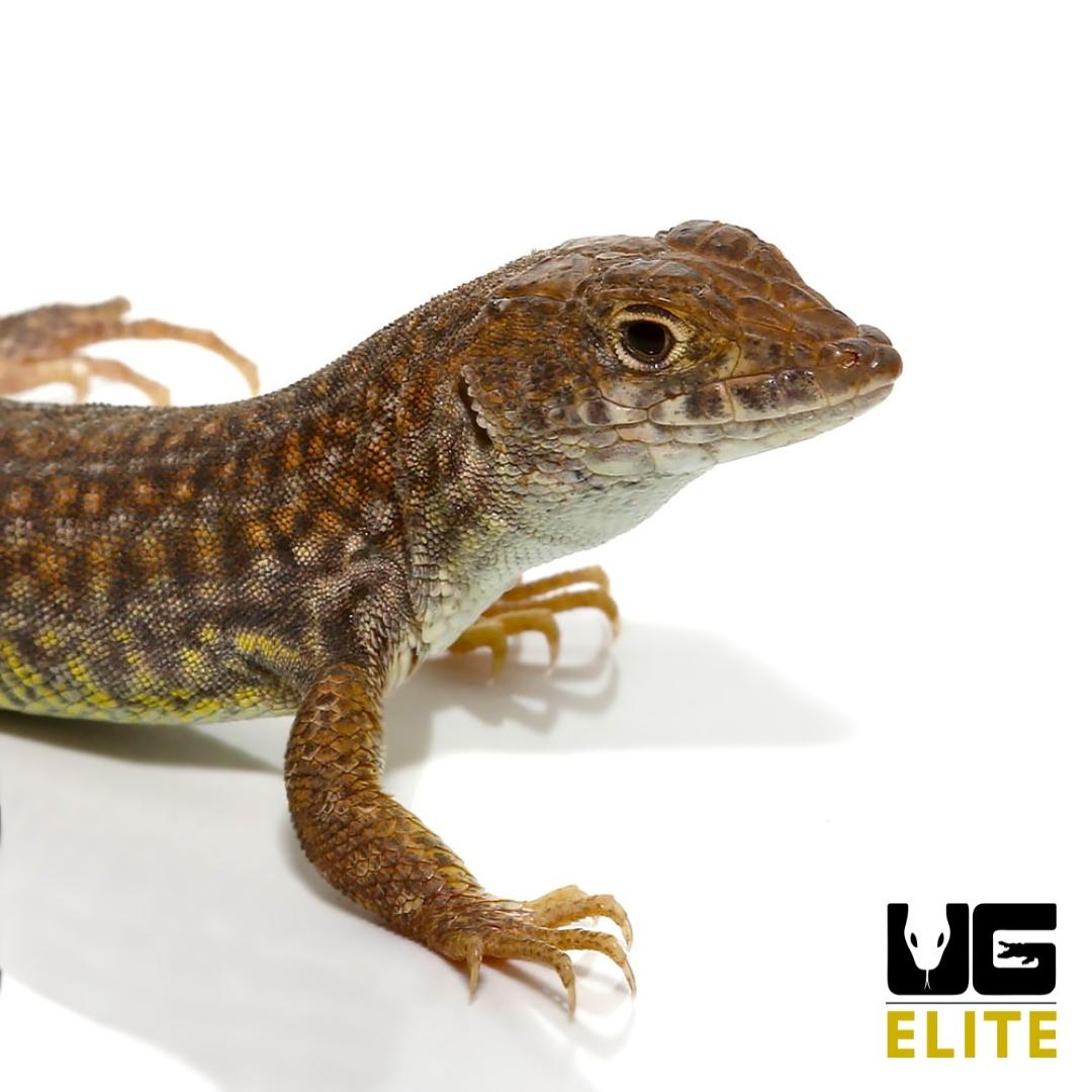 Auctions - Underground Reptiles