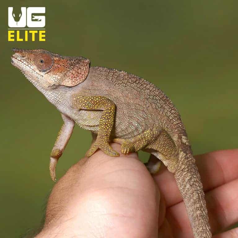 Auctions - Underground Reptiles