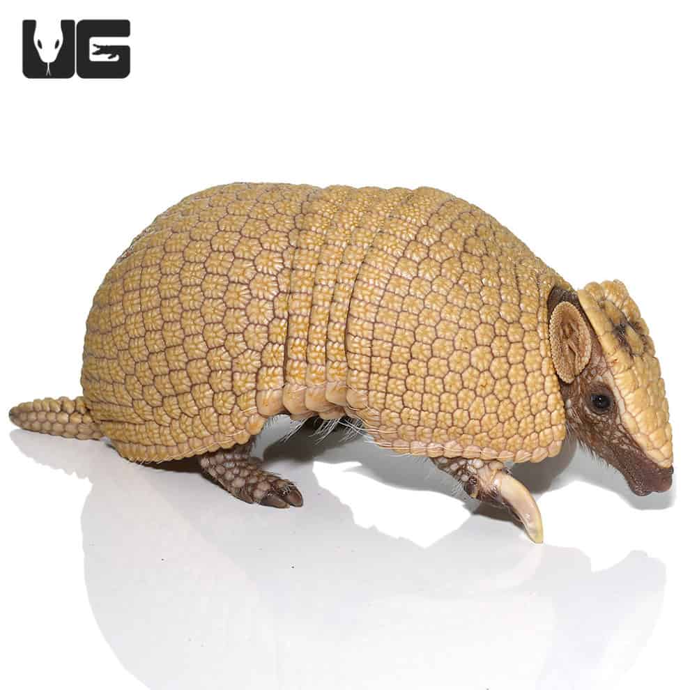 Baby Three Banded Armadillo For Sale - Underground Reptiles