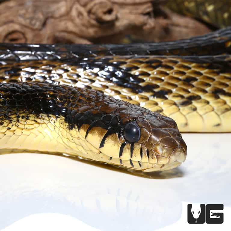 Yellow Bellied Puffing Snake (Pseustes sulphureus) For Sale ...