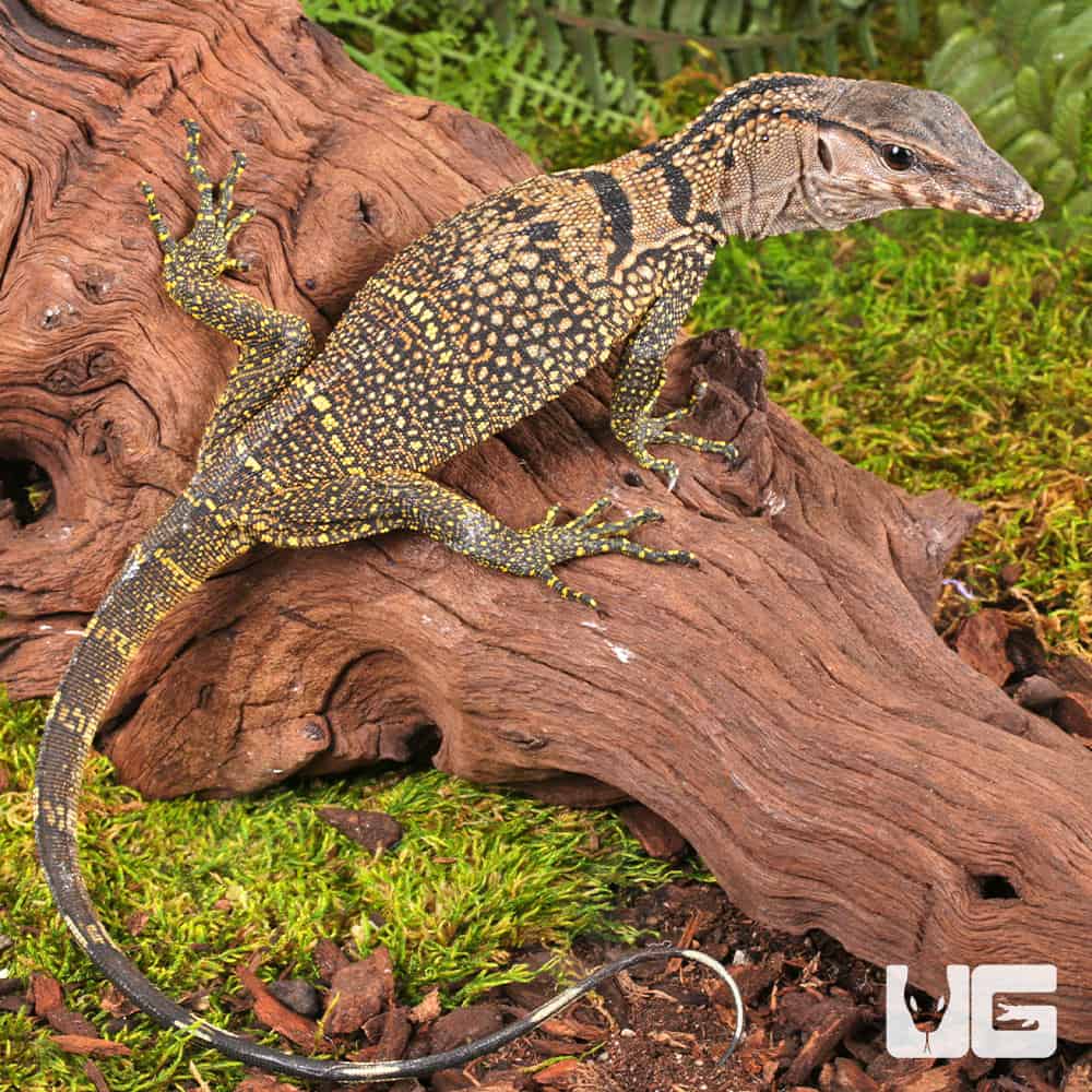 Black Roughneck Monitors For Sale - Underground Reptiles