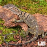 Lizards For Sale - Underground Reptiles