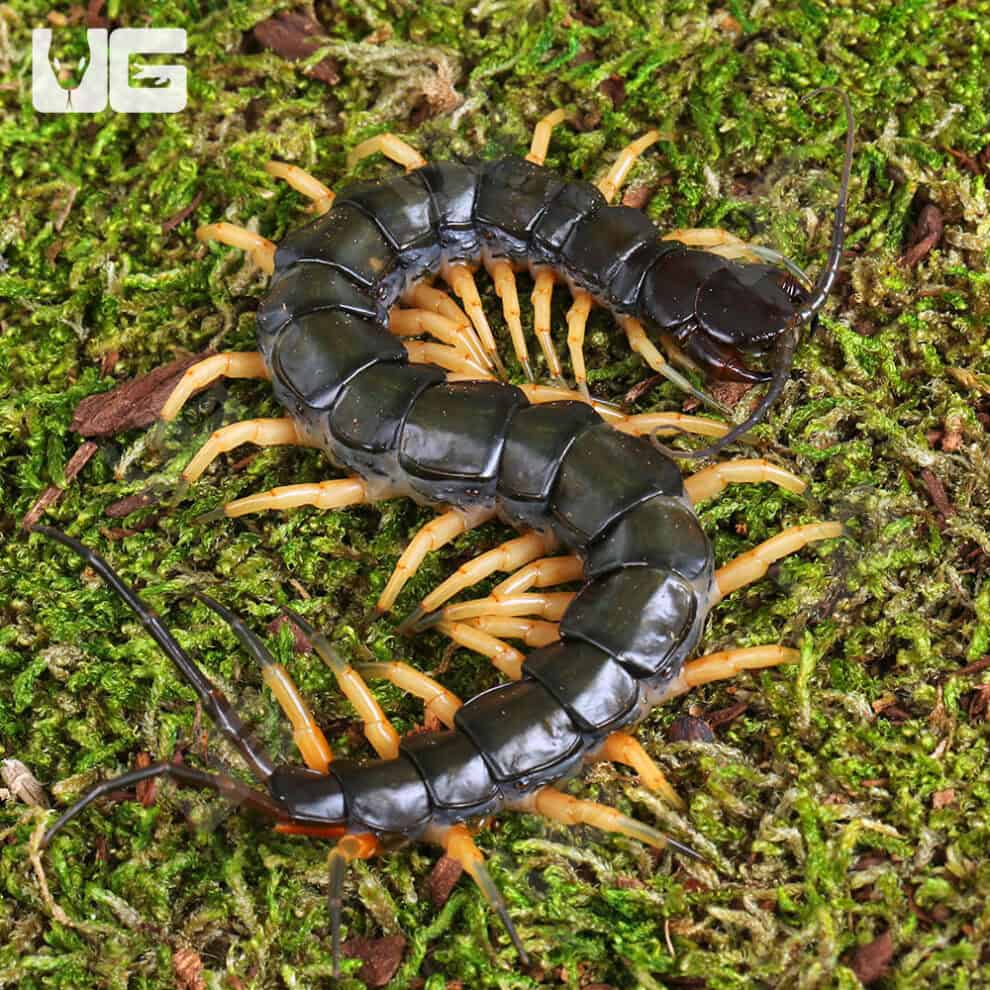 Centipedes, Millipedes and More For Sale - Underground Reptiles