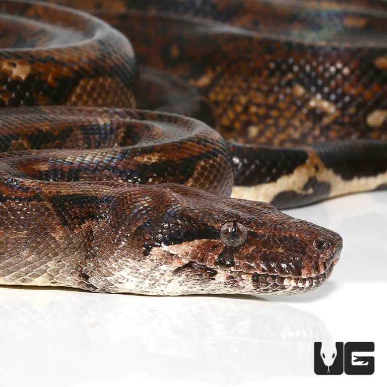 Adult Central American Boa For Sale - Underground Reptiles