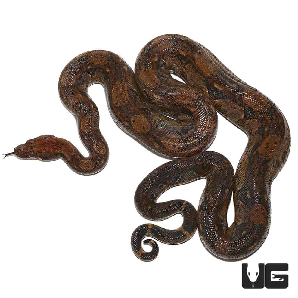 Adult Central American Boa For Sale - Underground Reptiles