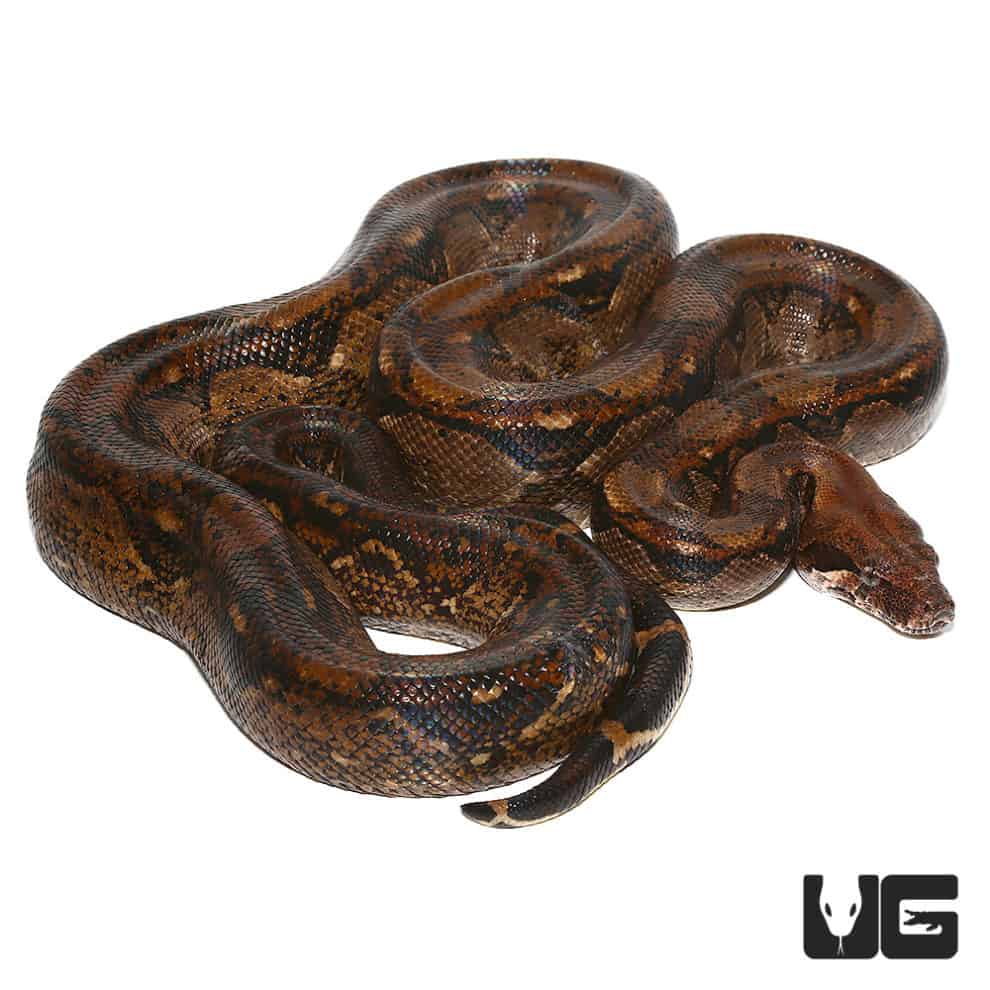 Adult Central American Boa For Sale - Underground Reptiles