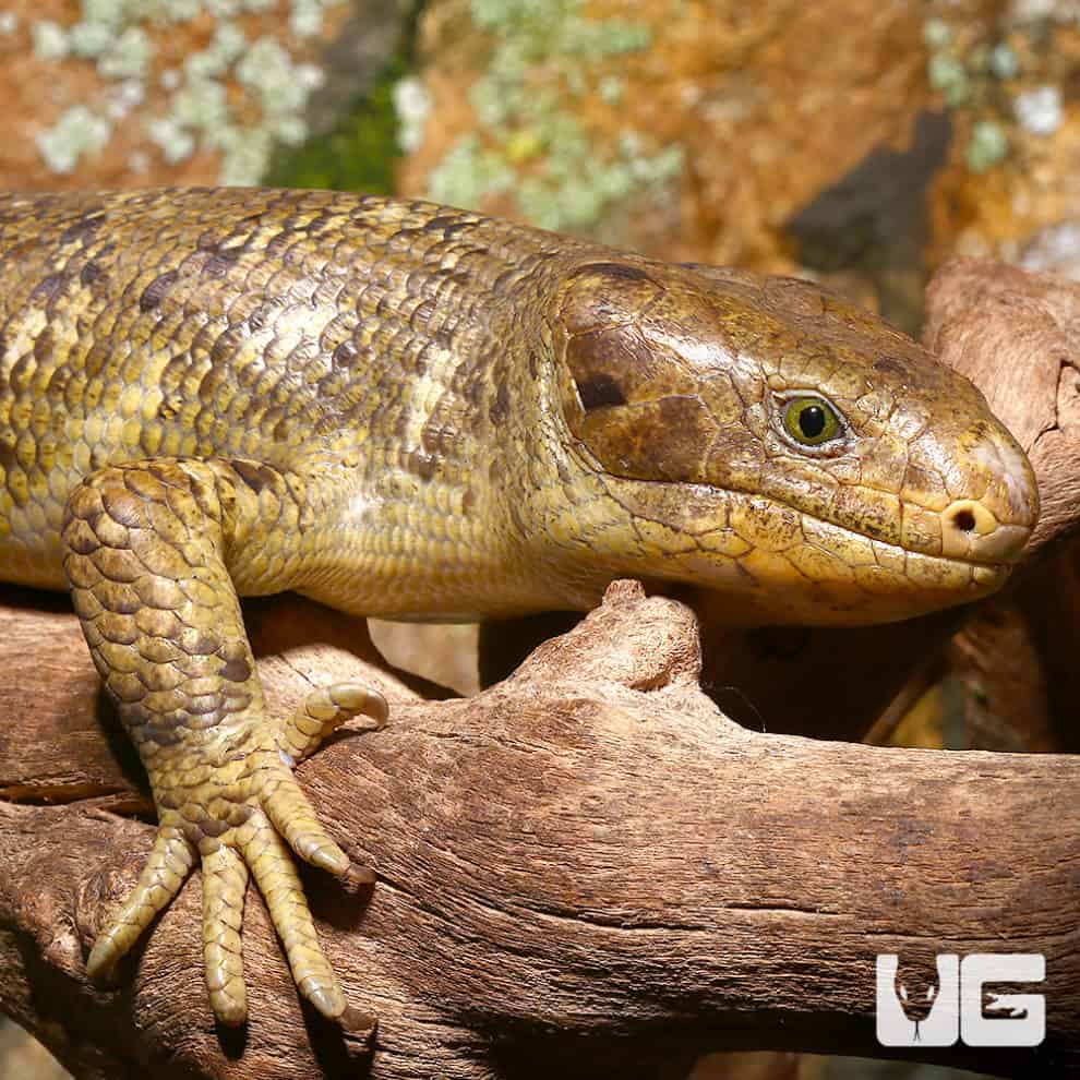 Baby Monkey Tailed Skinks For Sale - Underground Reptiles