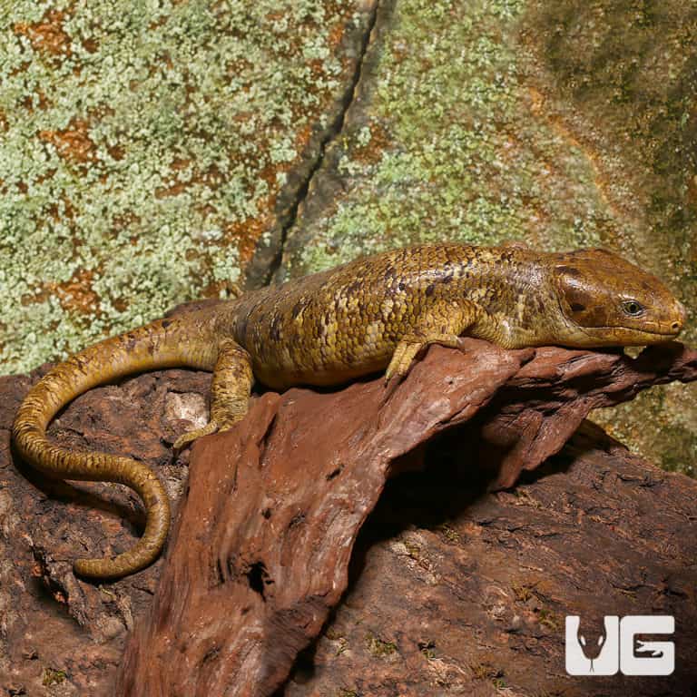 Baby Monkey Tailed Skinks For Sale - Underground Reptiles